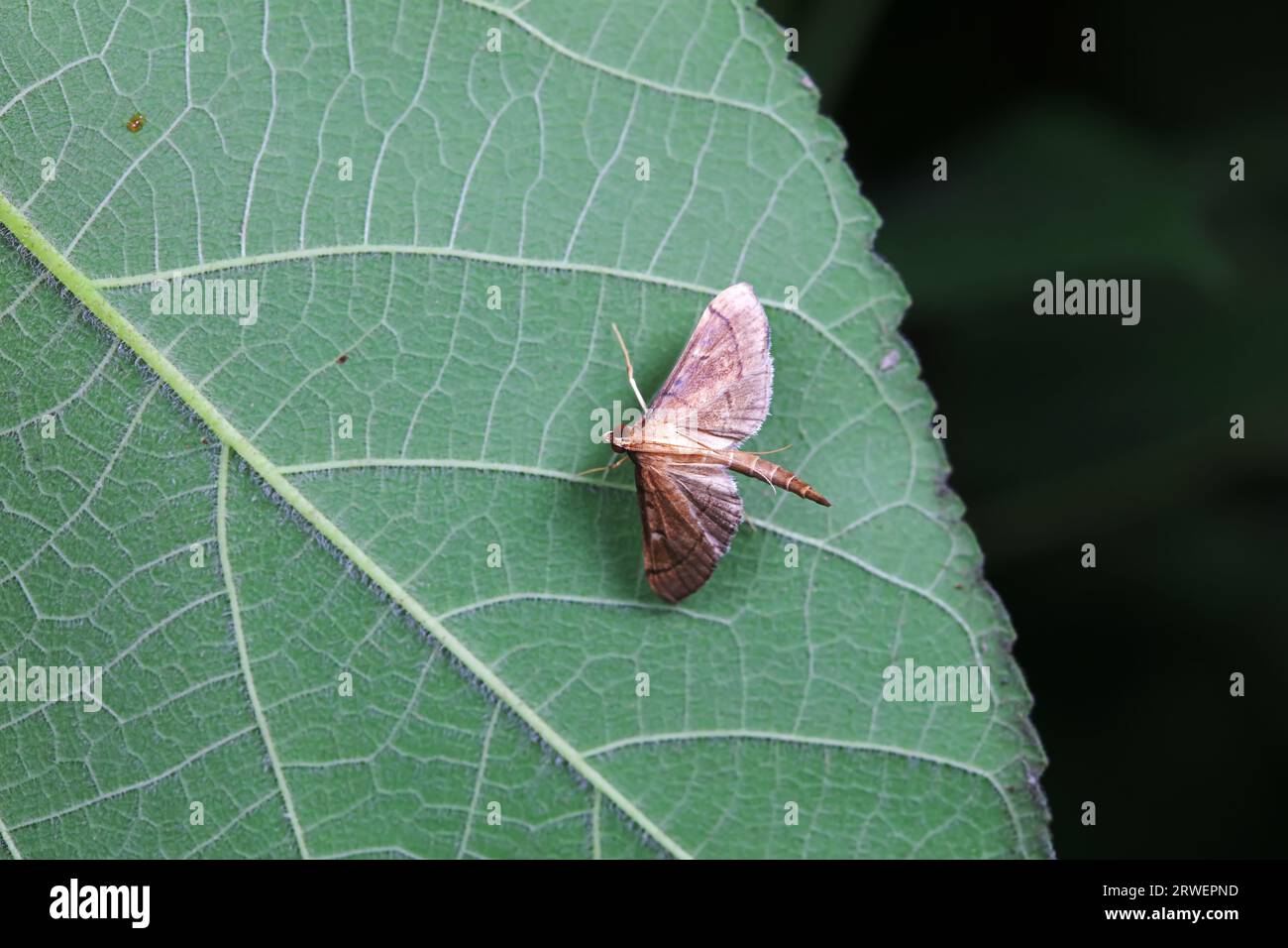 Lepidoptera insects in the wild, North China Stock Photo - Alamy