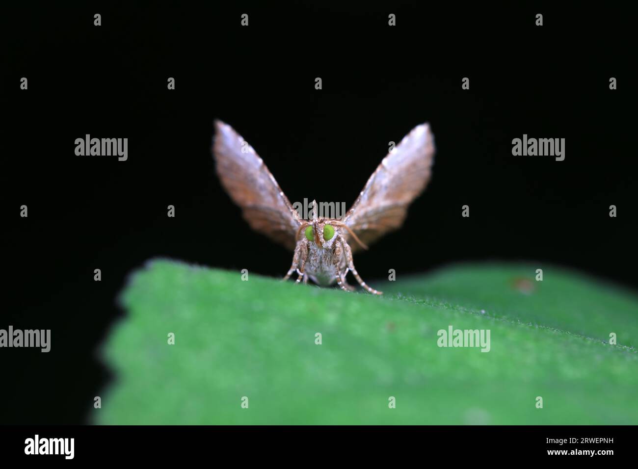 Lepidoptera insects in the wild, North China Stock Photo - Alamy