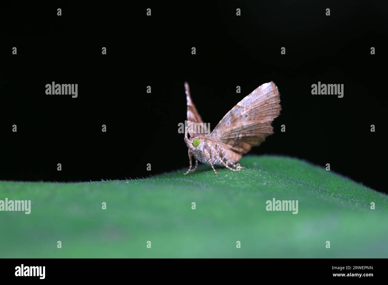 Lepidoptera insects in the wild, North China Stock Photo - Alamy