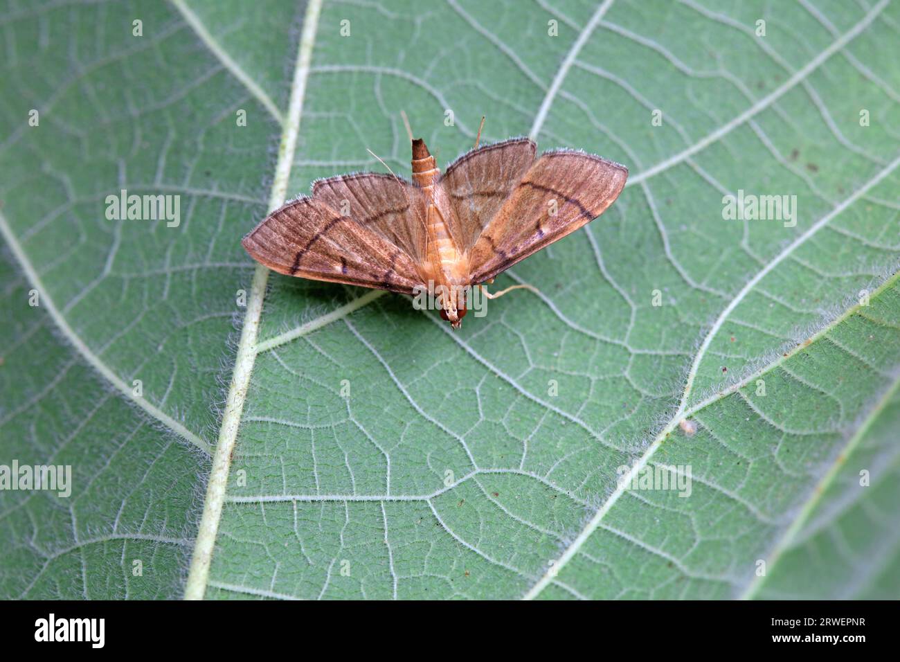 Lepidoptera insects in the wild, North China Stock Photo - Alamy