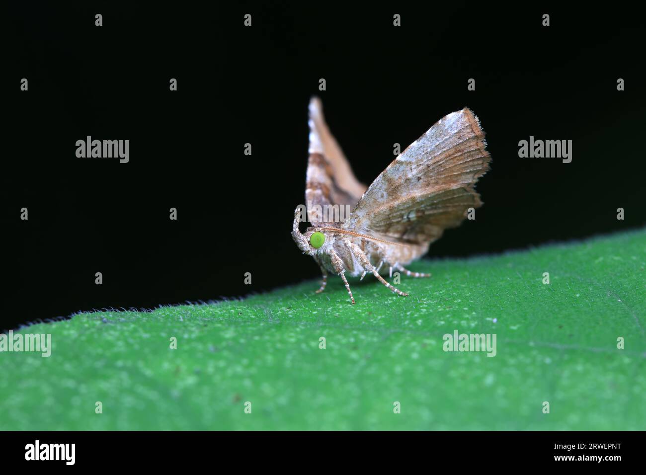 Lepidoptera insects in the wild, North China Stock Photo - Alamy