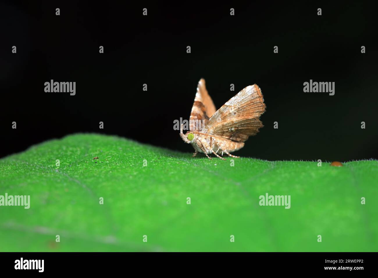 Lepidoptera insects in the wild, North China Stock Photo - Alamy