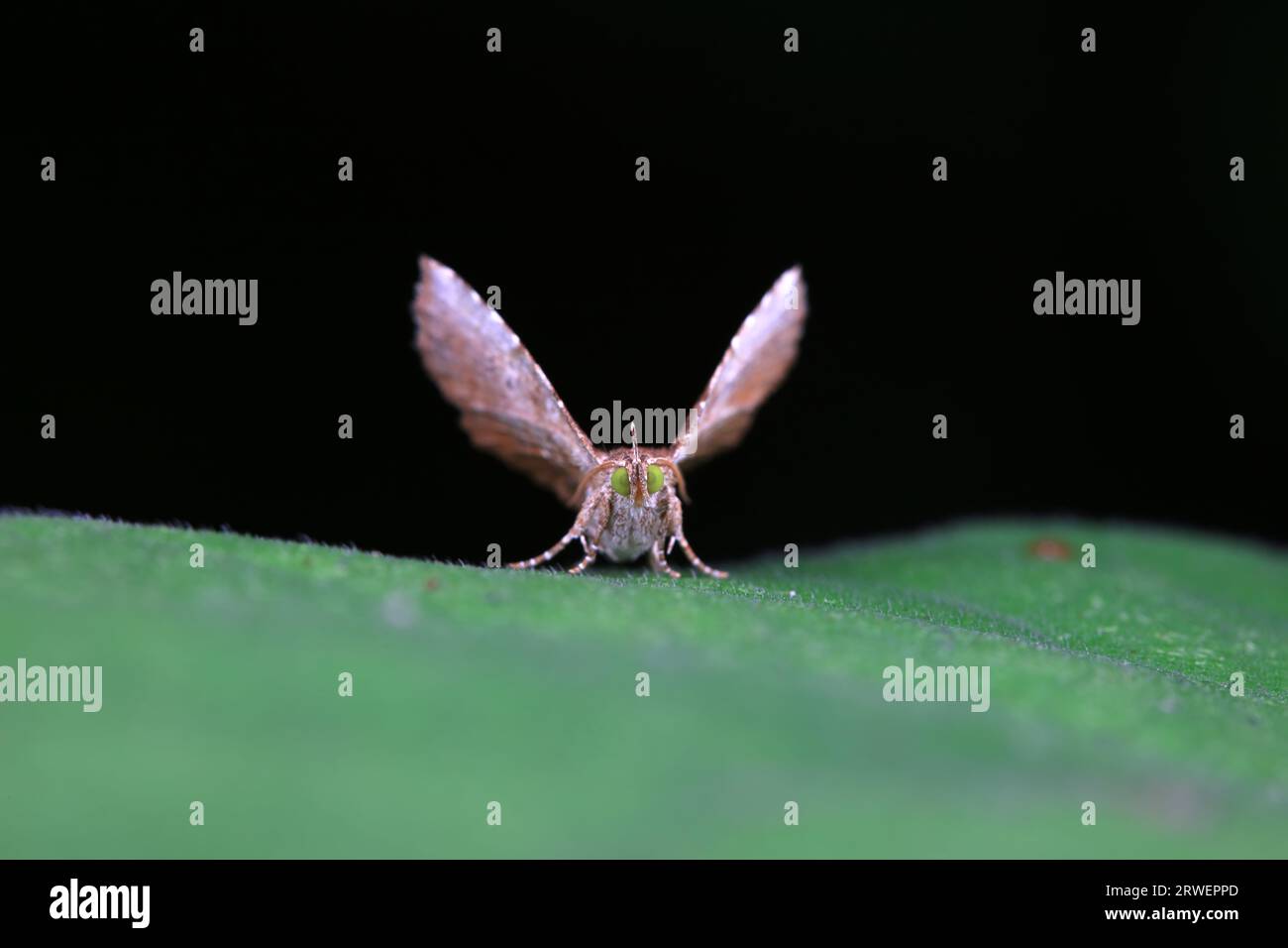 Lepidoptera insects in the wild, North China Stock Photo - Alamy