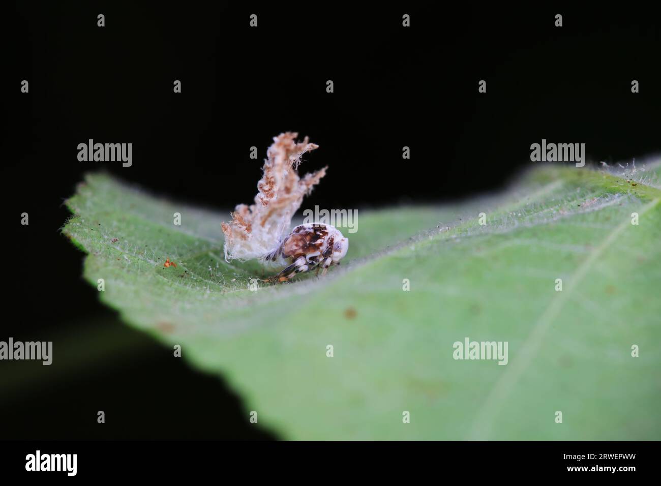 Hemiptera wax Cicadellidae insects on wild plants, North China Stock ...