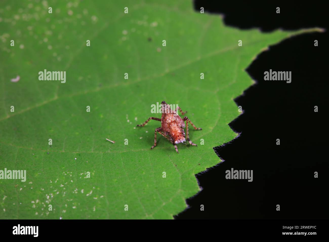 Hemiptera wax Cicadellidae insects on wild plants, North China Stock ...