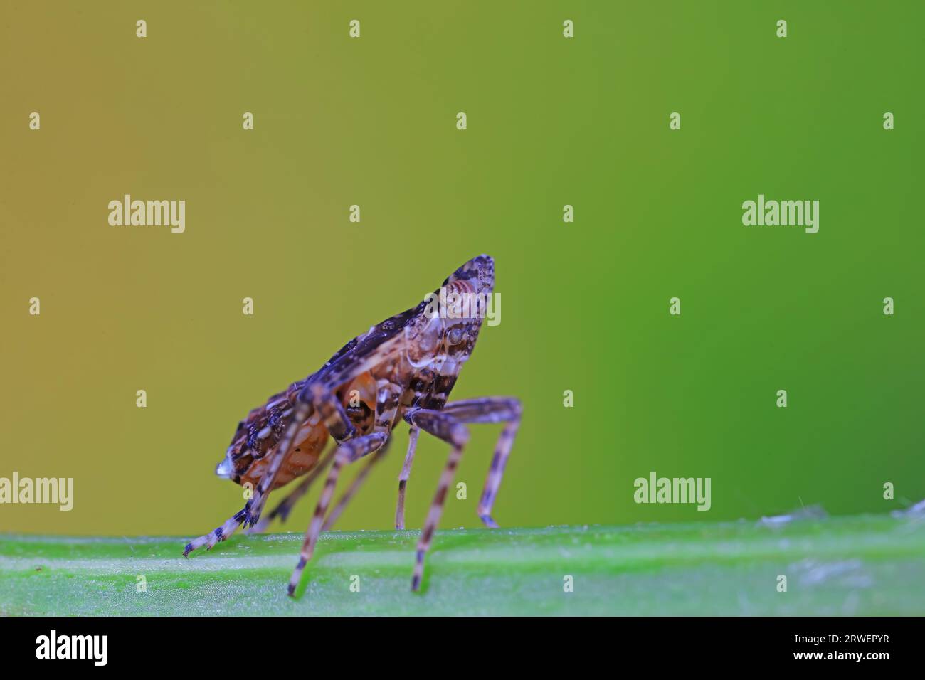 Hemiptera wax Cicadellidae insects on wild plants, North China Stock ...