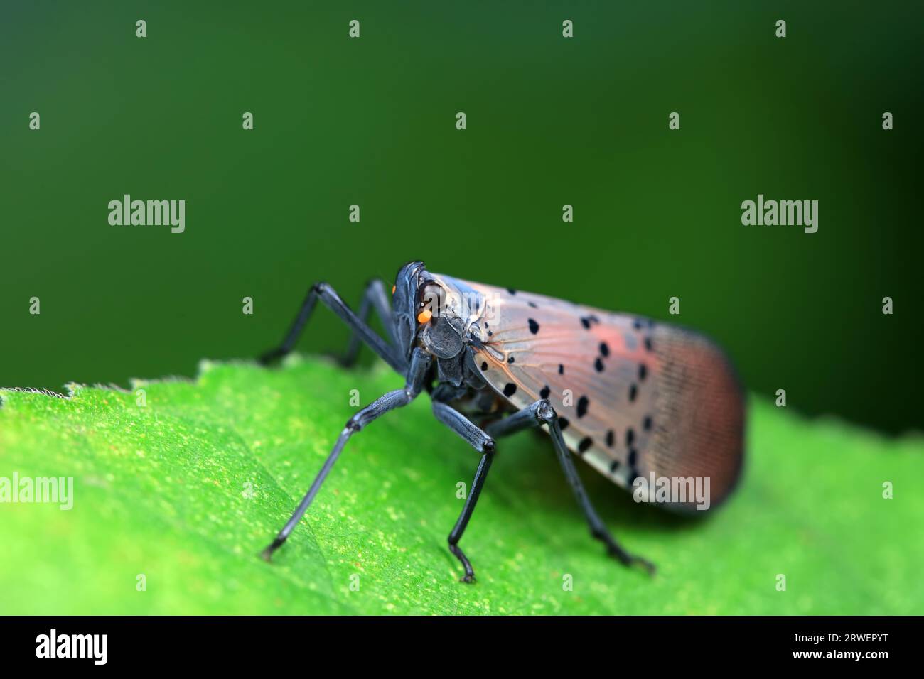 Hemiptera wax Cicadellidae insects on wild plants, North China Stock ...