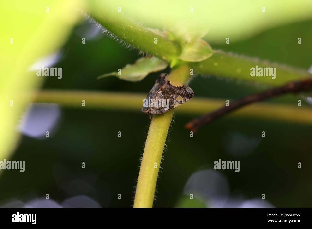 Hemiptera wax Cicadellidae insects on wild plants, North China Stock ...