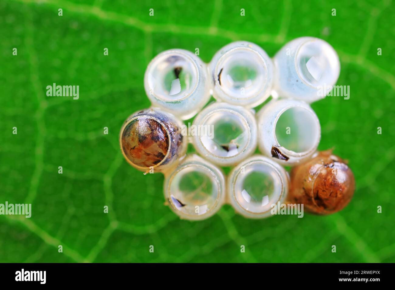 Insect eggs on wild plants, North China Stock Photo - Alamy