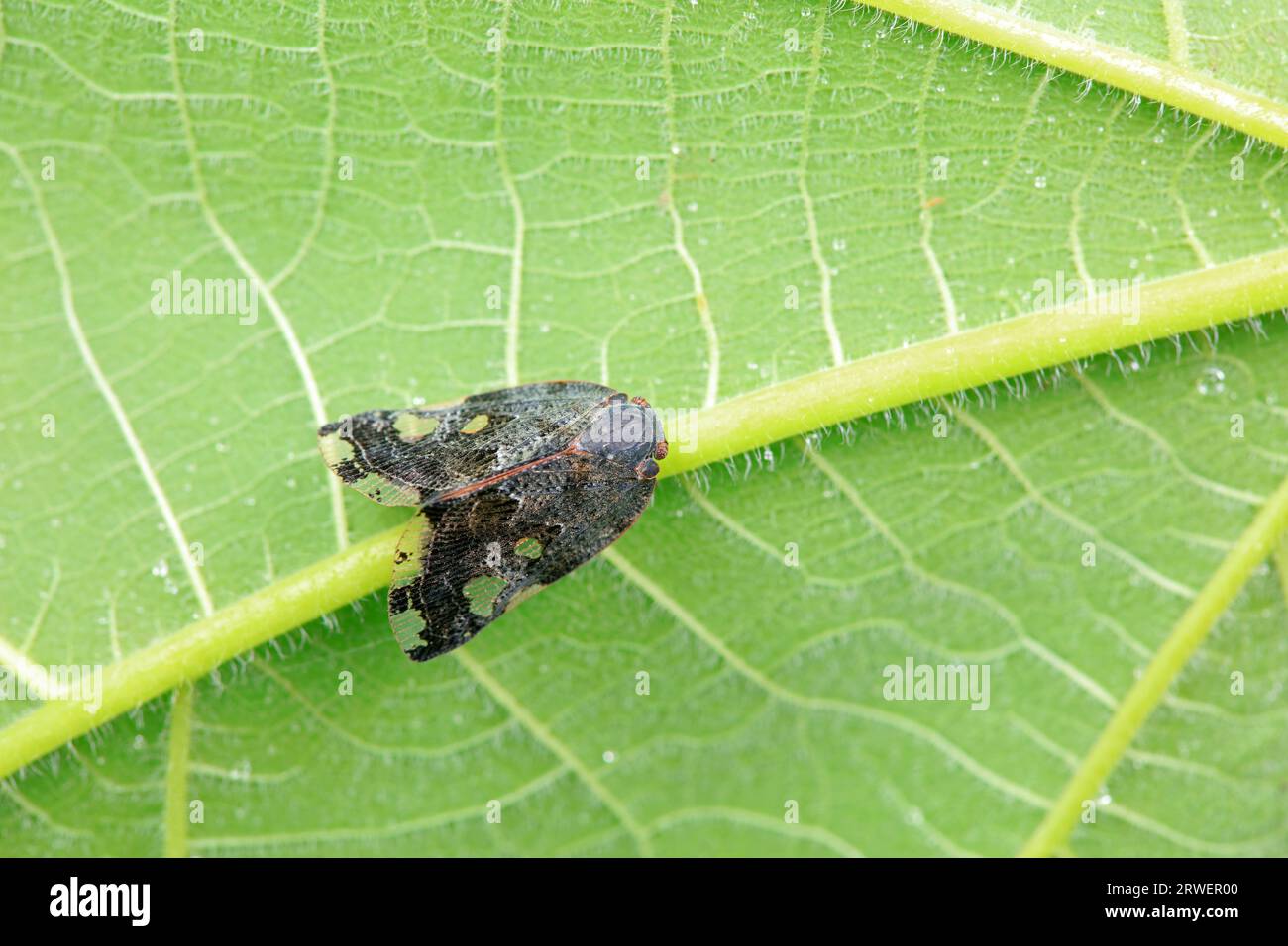 Hemiptera wax Cicadellidae insects on wild plants, North China Stock ...