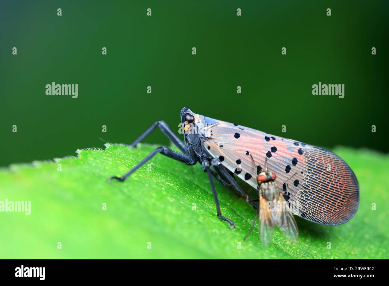 Hemiptera wax Cicadellidae insects on wild plants, North China Stock ...