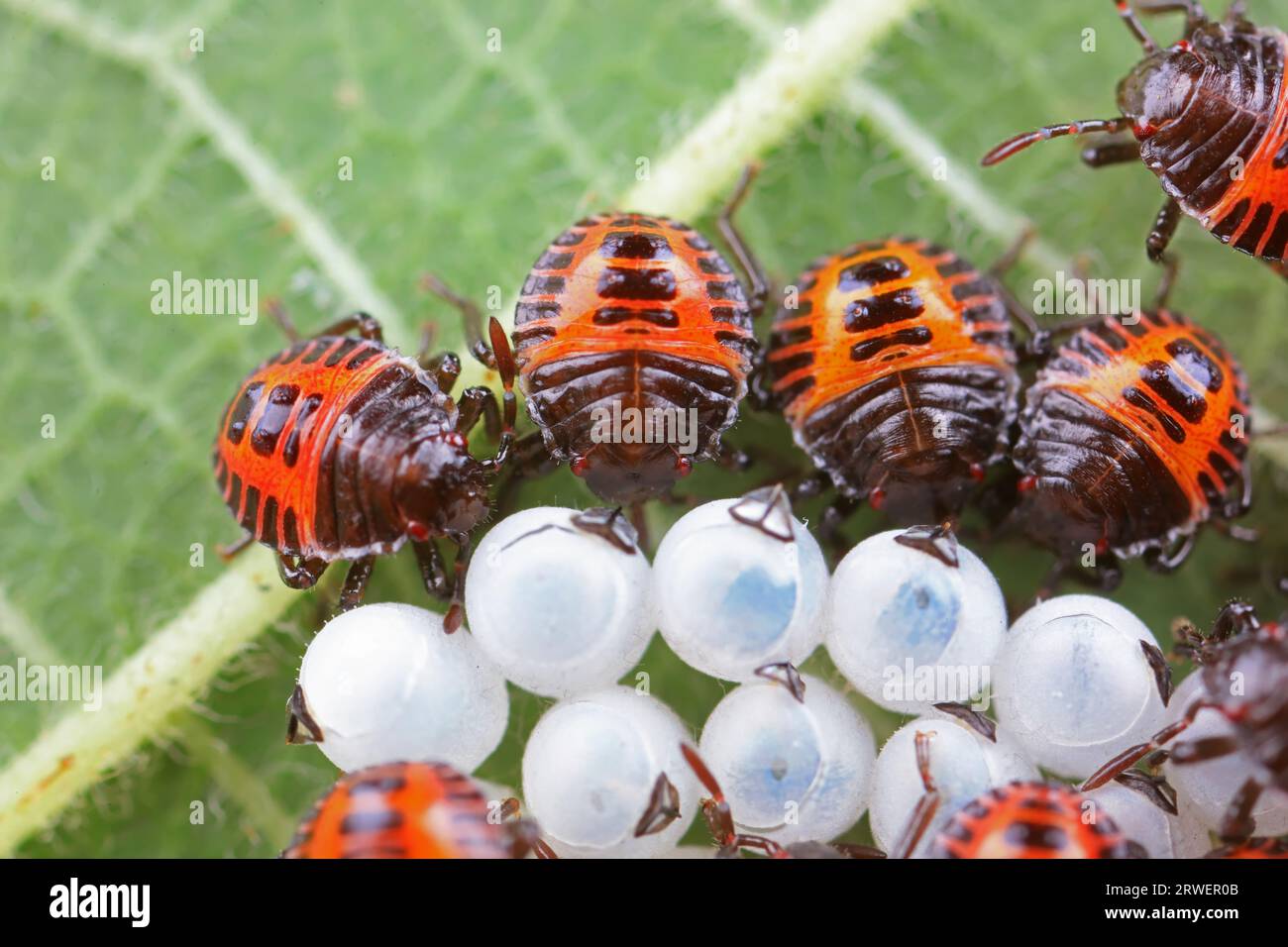 Hemiptera bugs in the wild, North China Stock Photo - Alamy