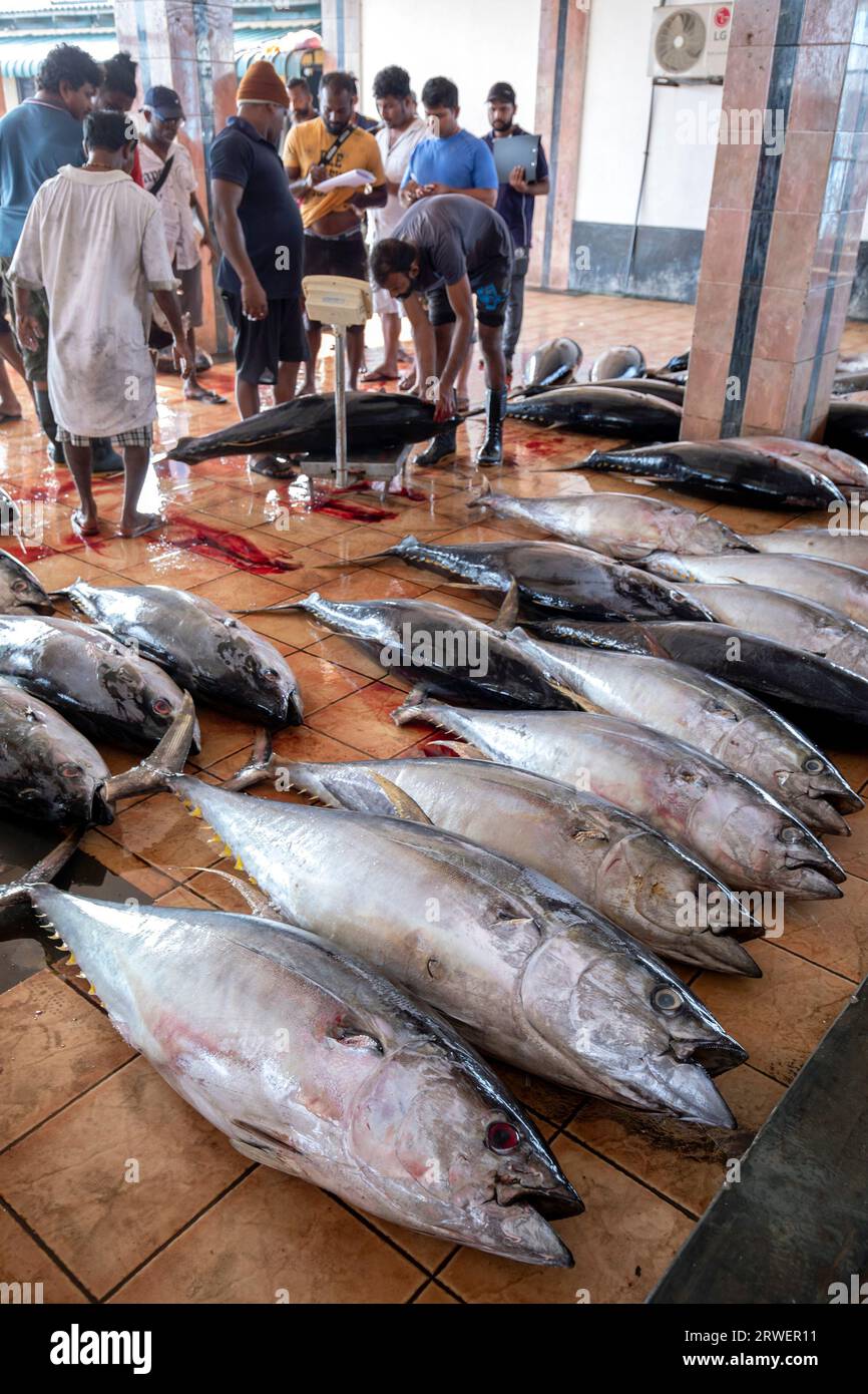 Tuna fish sold at the fish market hi-res stock photography and images ...