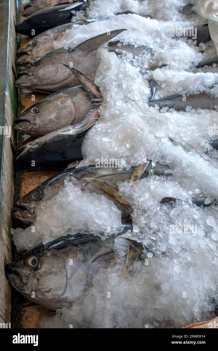 Frozen yellow fin tuna fish covered in ice wait to be sold at the ...