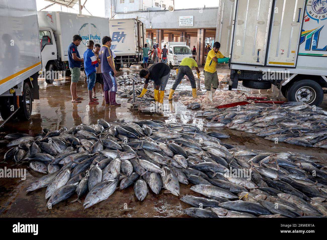 NEGOMBO, SRI LANKA- AUGUST 18, 2023 : Fishmongers unload fish from a ...