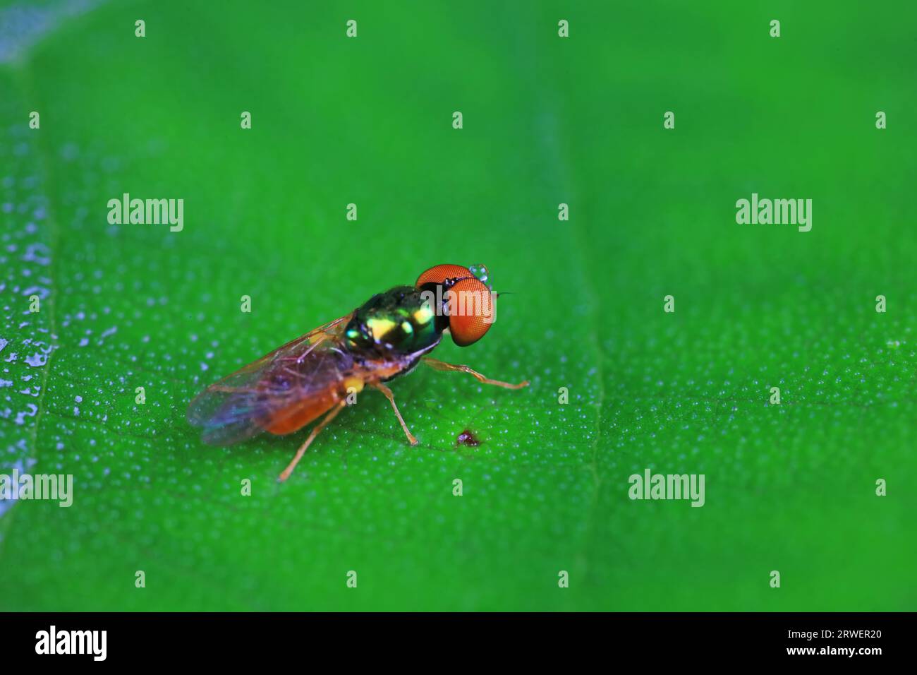 Giantgadfly hi-res stock photography and images - Alamy