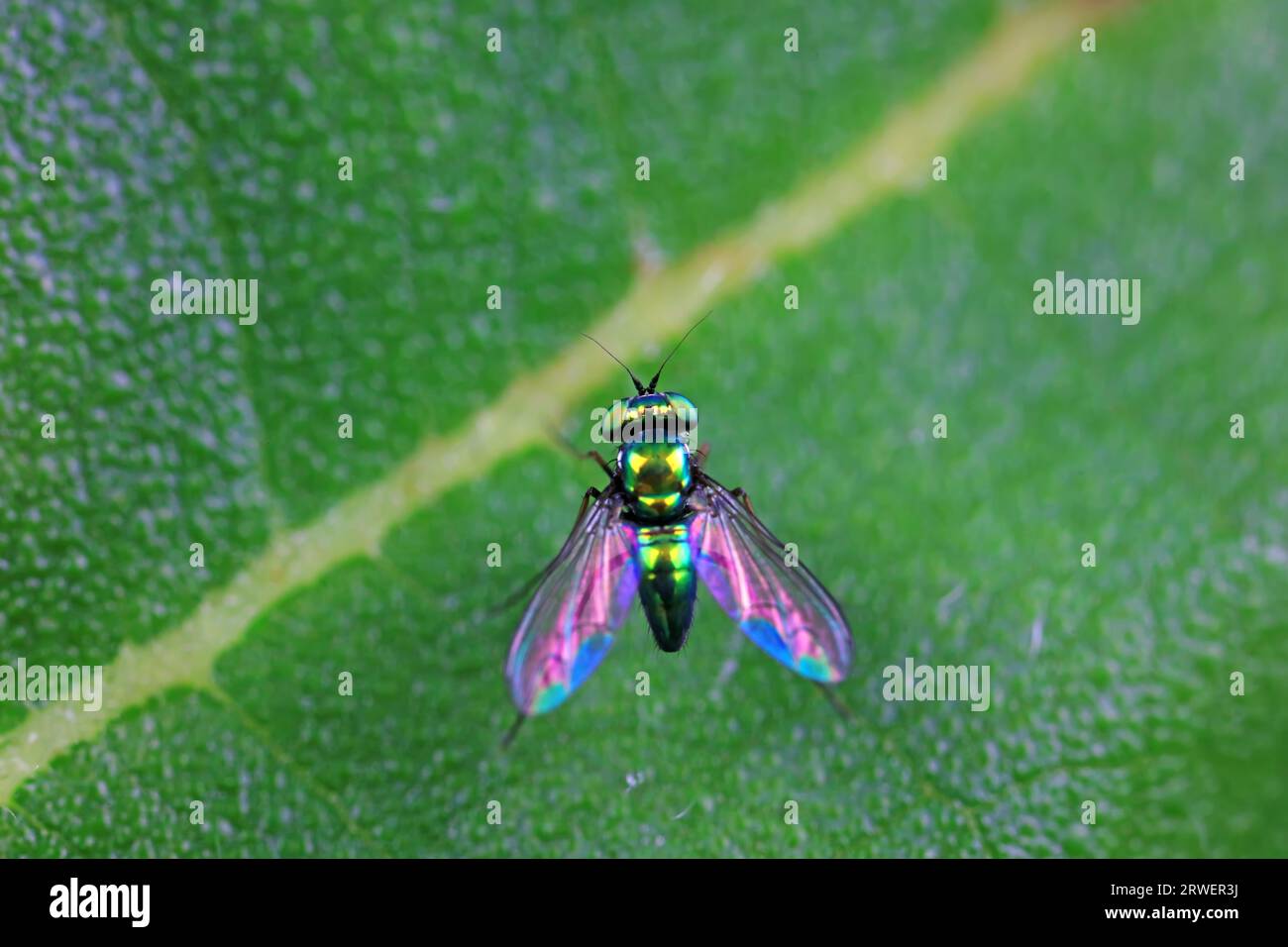 Giantgadfly hi-res stock photography and images - Alamy