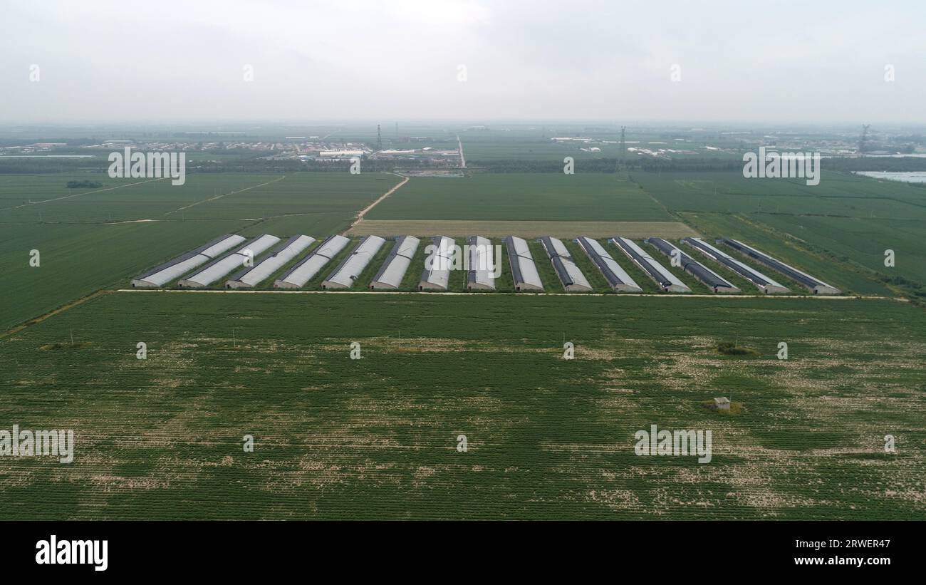 Pastoral scenery of North China Plain Stock Photo - Alamy