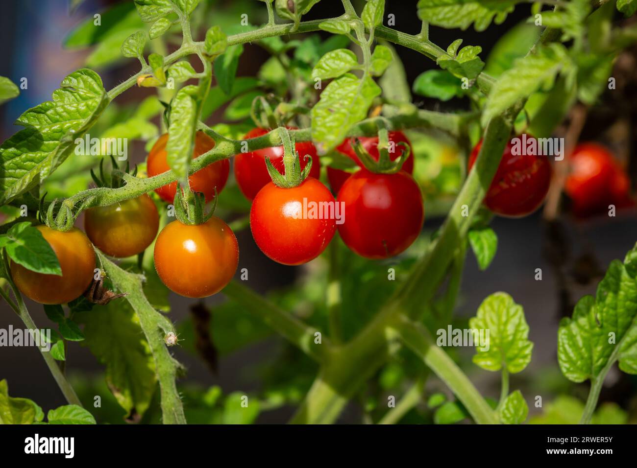 A close up of a tomato plant in late summer with ripe fruit ready to ...