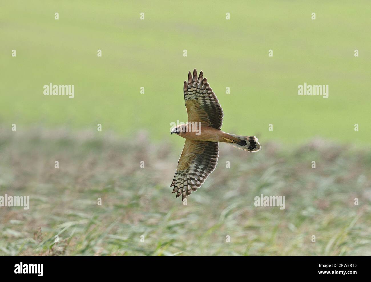 Pallid harrier hi-res stock photography and images - Alamy