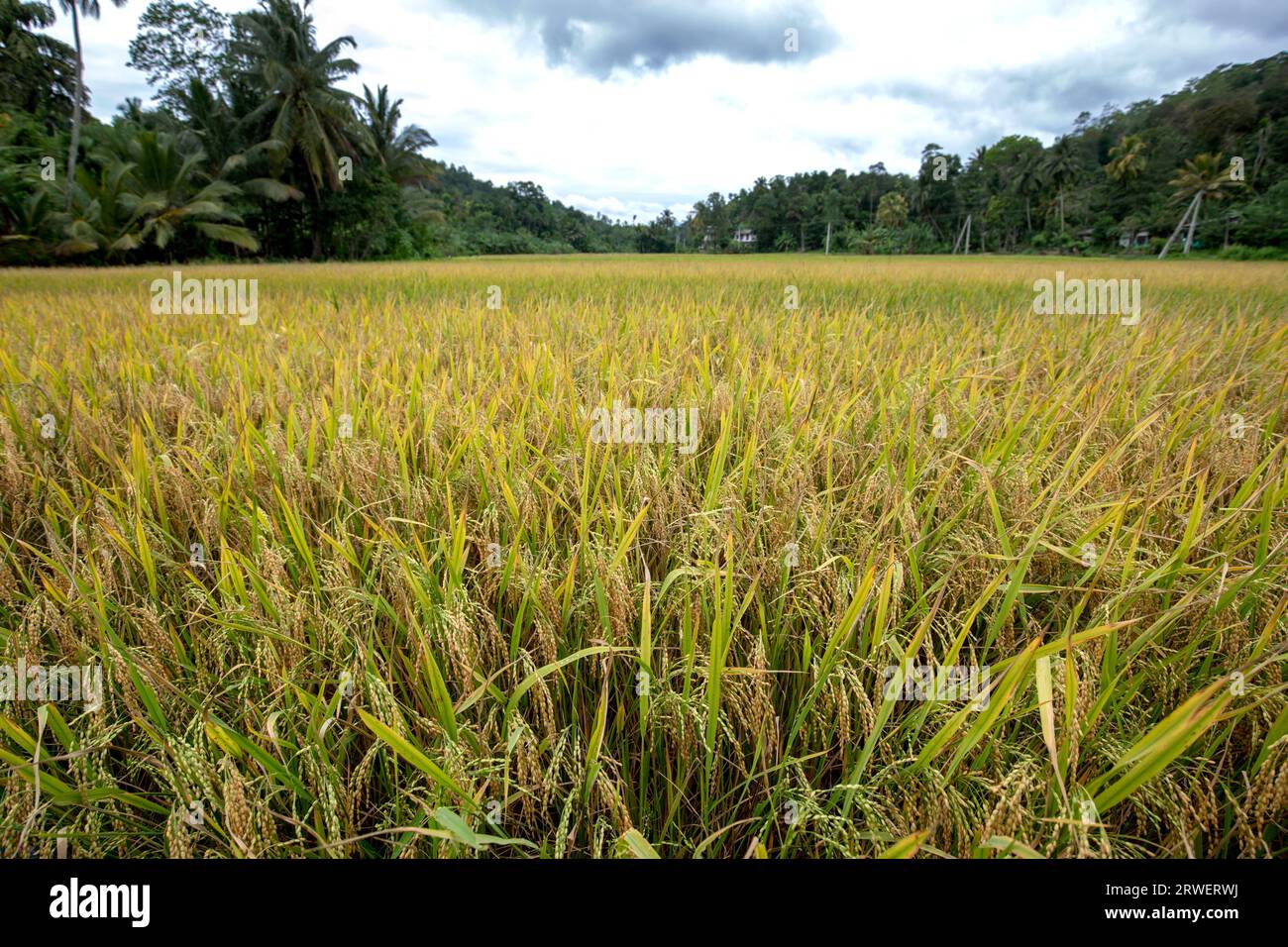 A field of rice ripens prior to harvest in the mountain district of ...