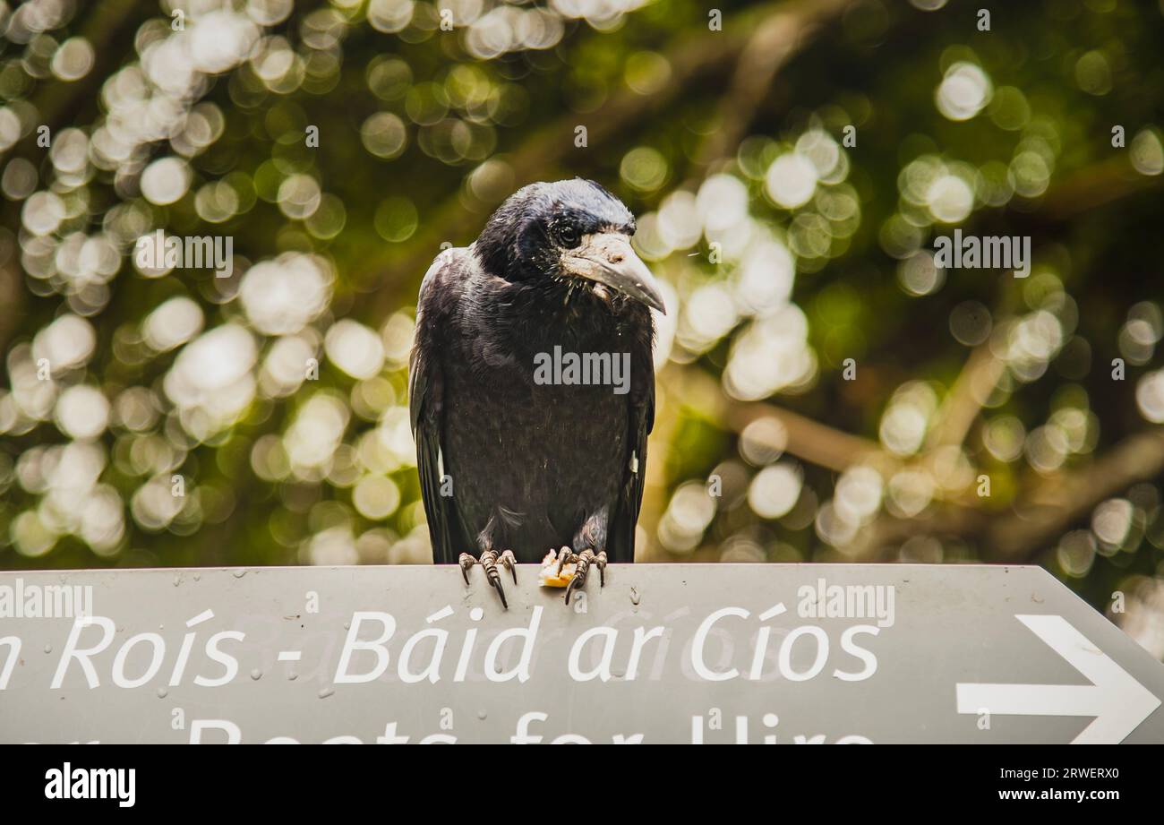 Sign in Gaelic language with a spooky raven staying on top. Crow ...