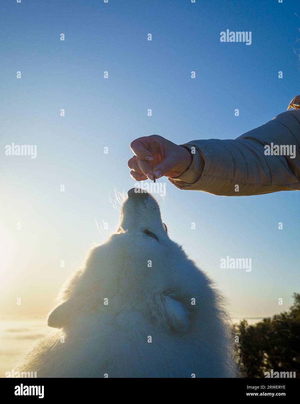 Backlit photo of a woman’s hand feeding a fluffy white dog in the foggy ...