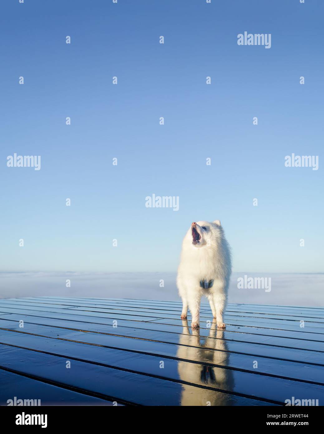 A beautiful white fluffy dog yawning, with its reflection on the wet ...