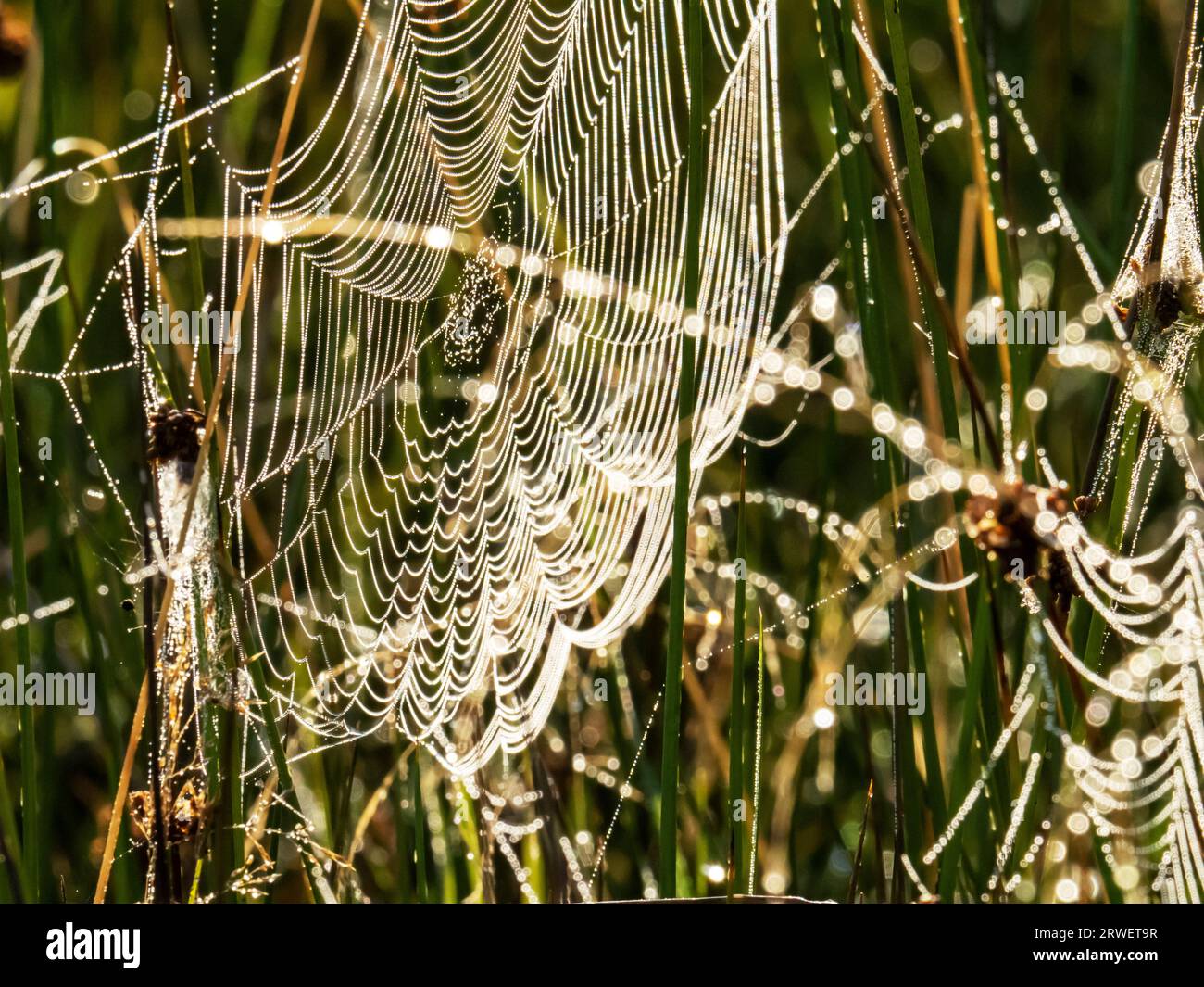 Grass jewel spider hi-res stock photography and images - Alamy