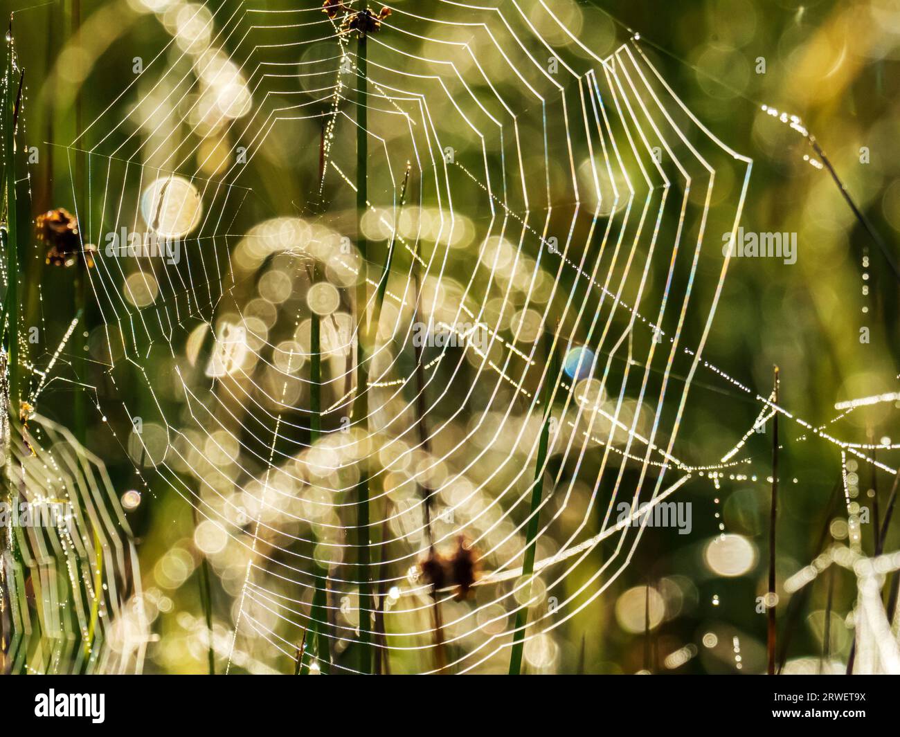 Grass jewel spider hi-res stock photography and images - Alamy