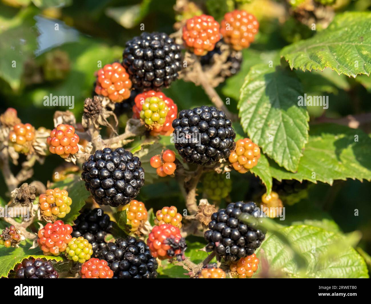 Blackberries in Cley Next the Sea, Norfolk, UK Stock Photo - Alamy