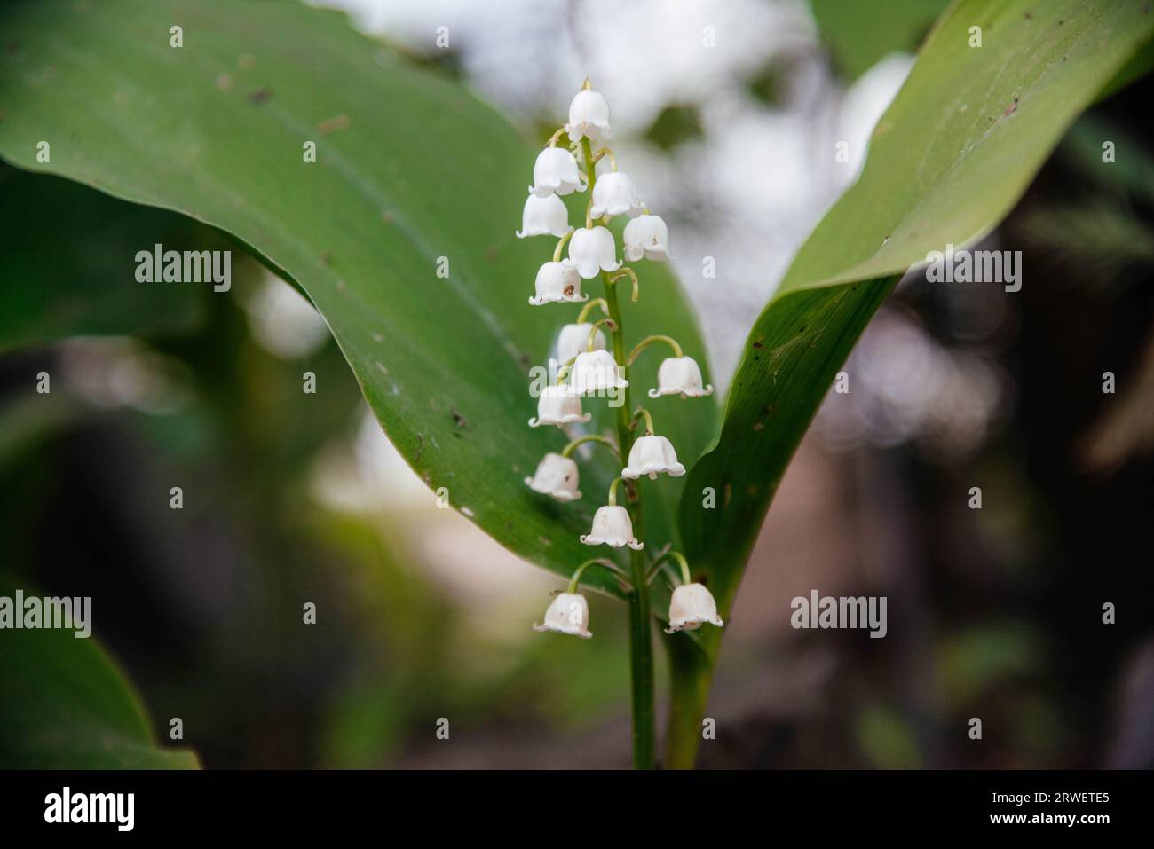 Spring flower Lily of the valley. lily of the valley Blooming lily of ...