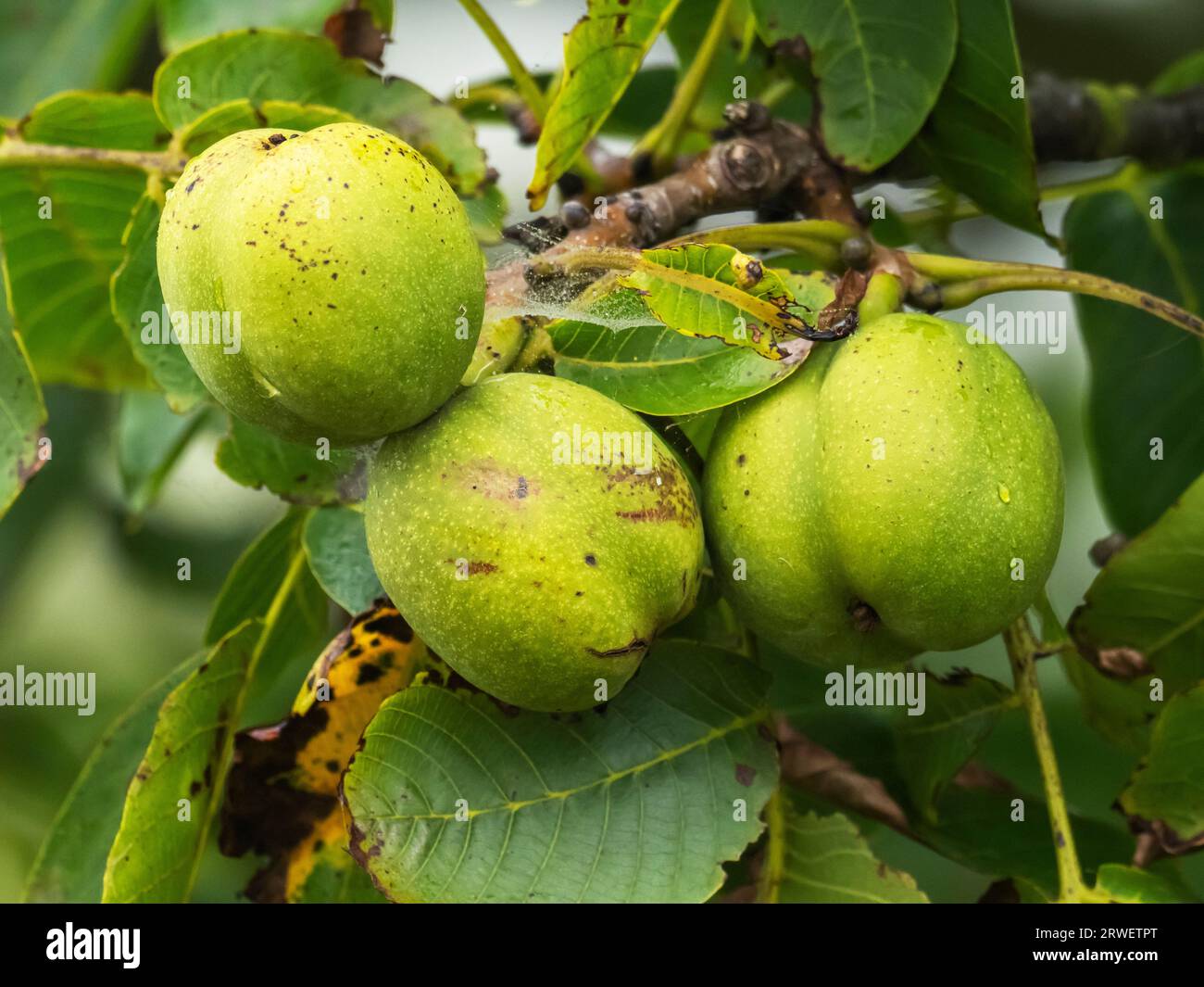 Walnuts in Cley Next the Sea, Norfolk, UK Stock Photo - Alamy
