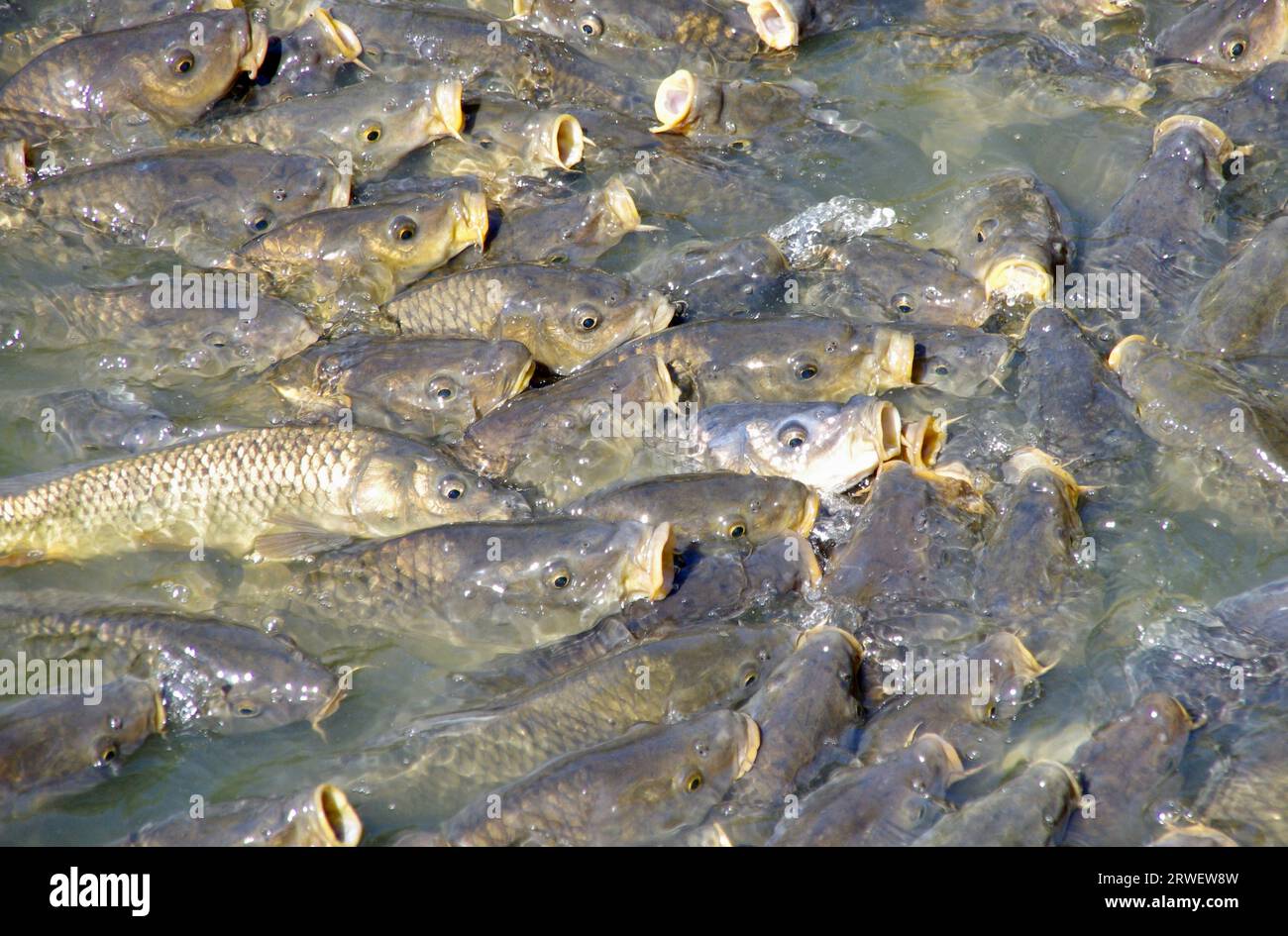Feeding on a carp hi-res stock photography and images - Alamy