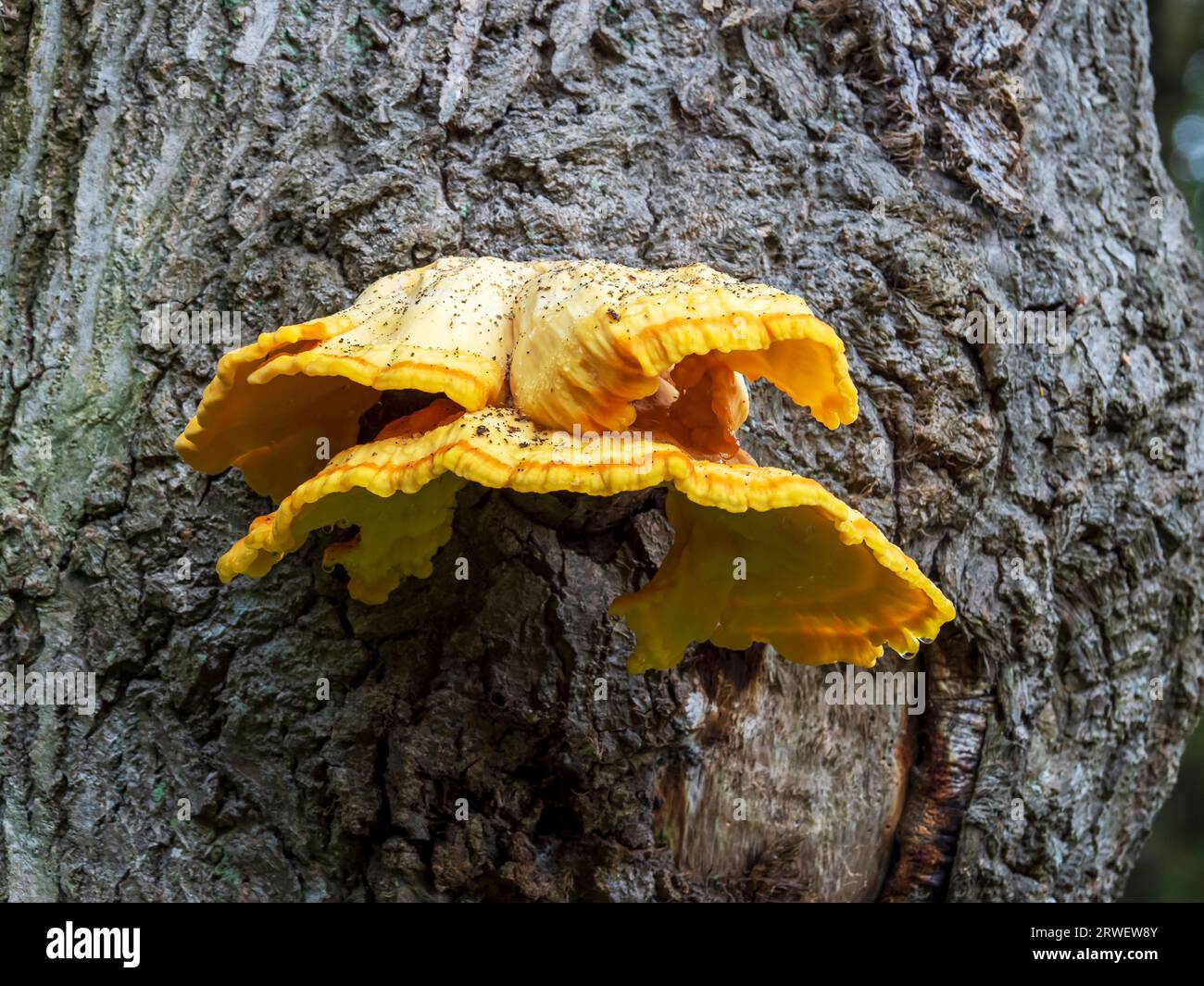 Chicken of the Woods funghi in Cley Next the Sea, Norfolk, UK Stock ...