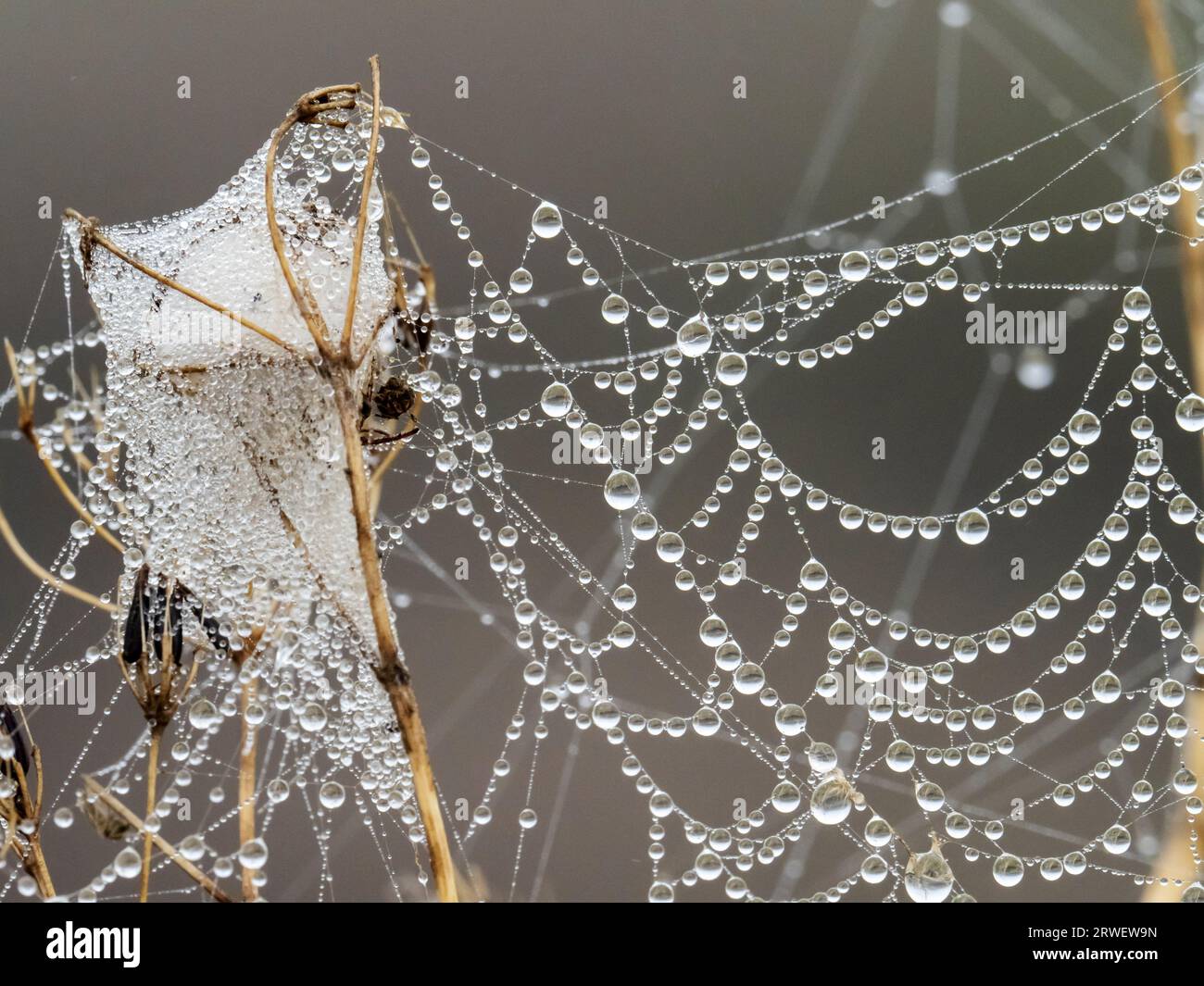 Grass jewel spider hi-res stock photography and images - Alamy