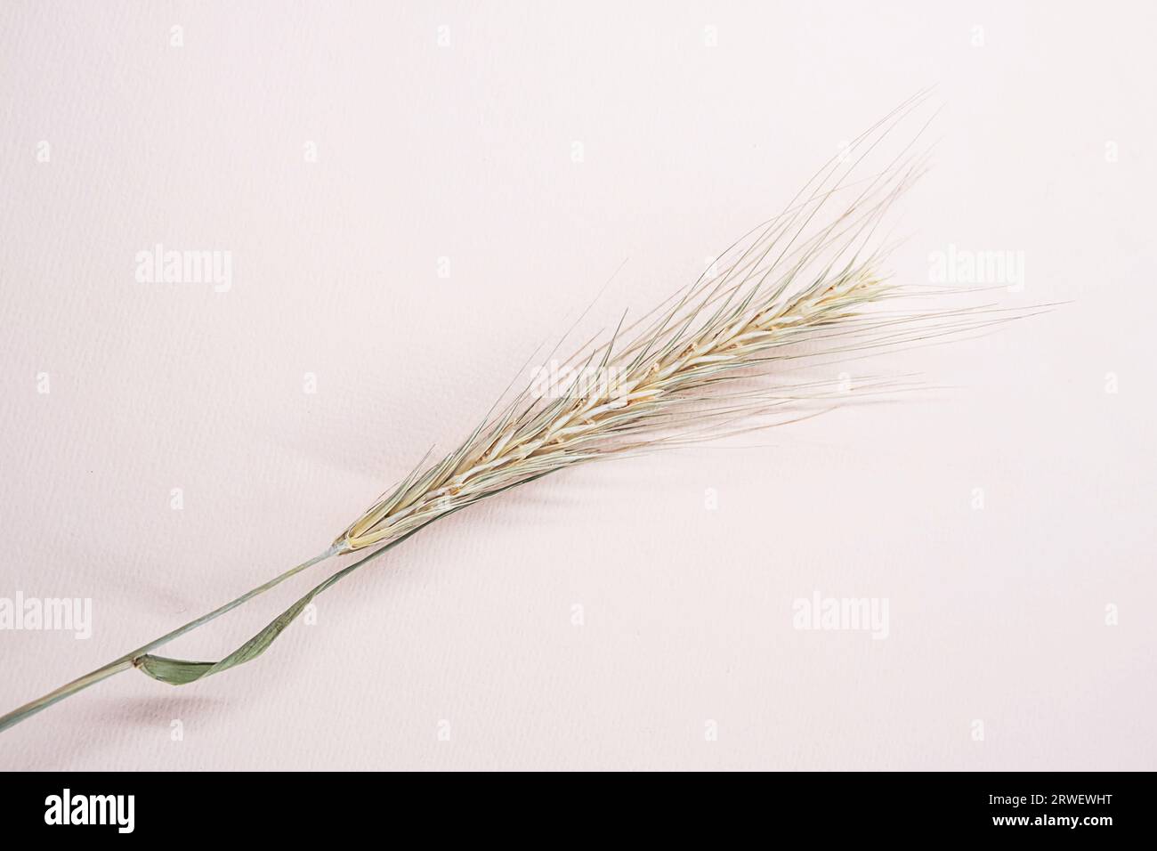 One barley spike hi-res stock photography and images - Alamy