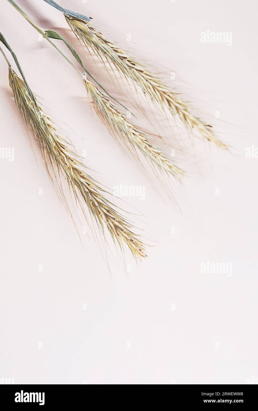 Bouquet wheat spikelets close hi-res stock photography and images - Alamy