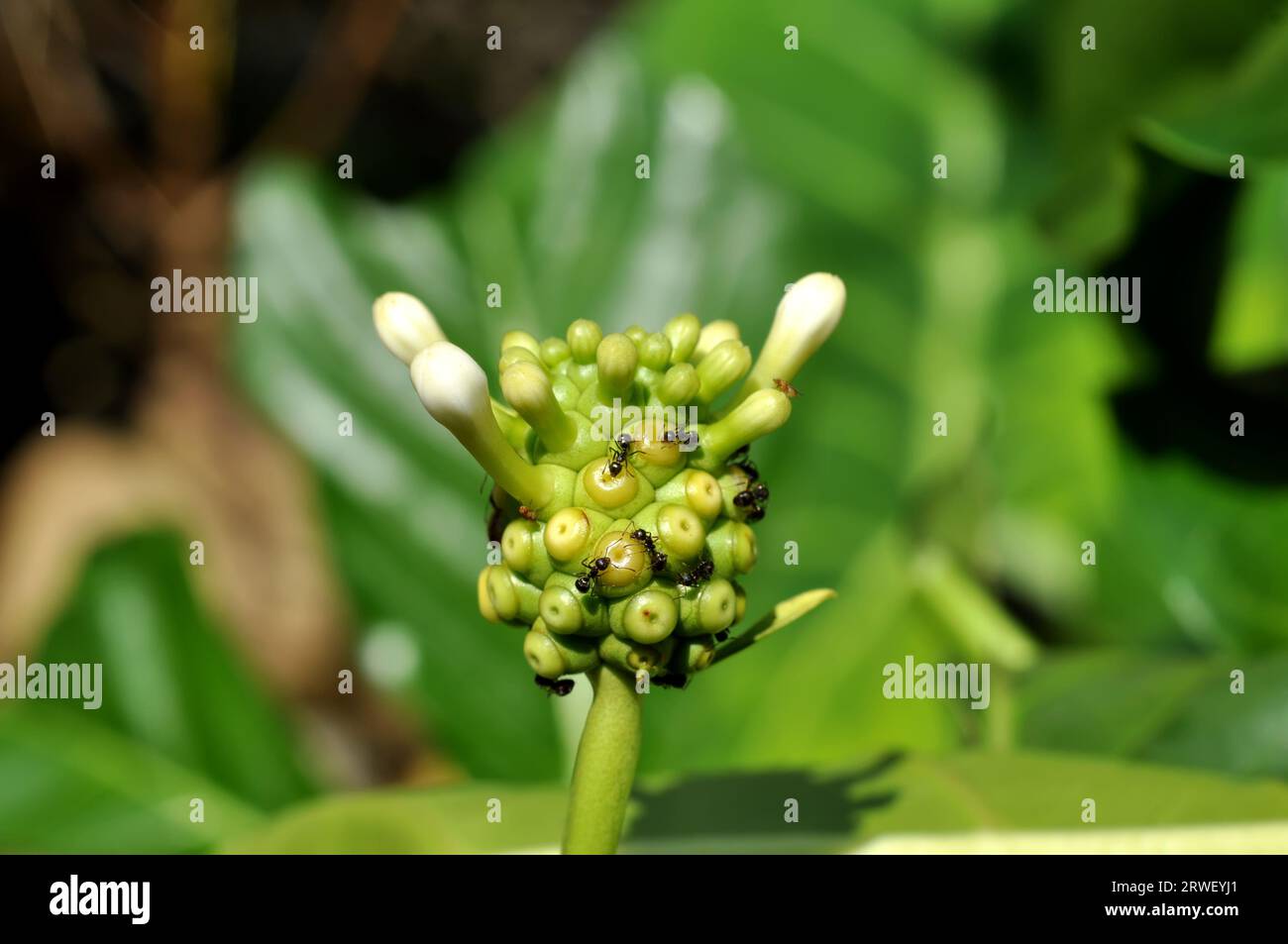 Black ants are on the top of the noni tree flower Stock Photo - Alamy