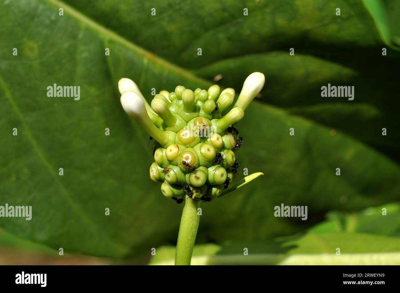 Black ants are on the top of the noni tree flower Stock Photo - Alamy