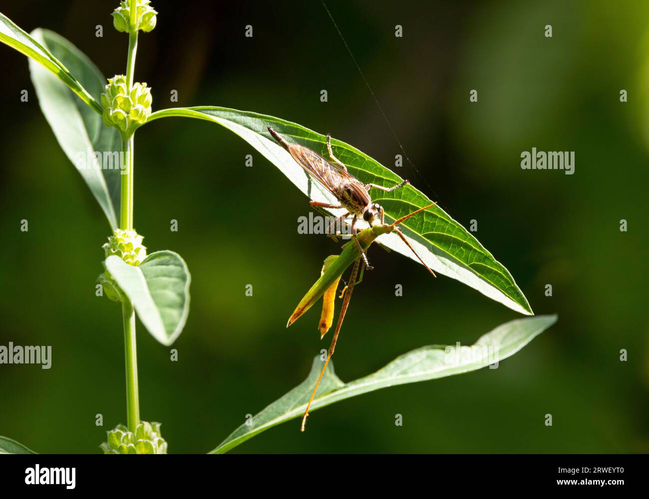 A Large Grasshopper Robber Fly with its prey. Having grasped the Common ...