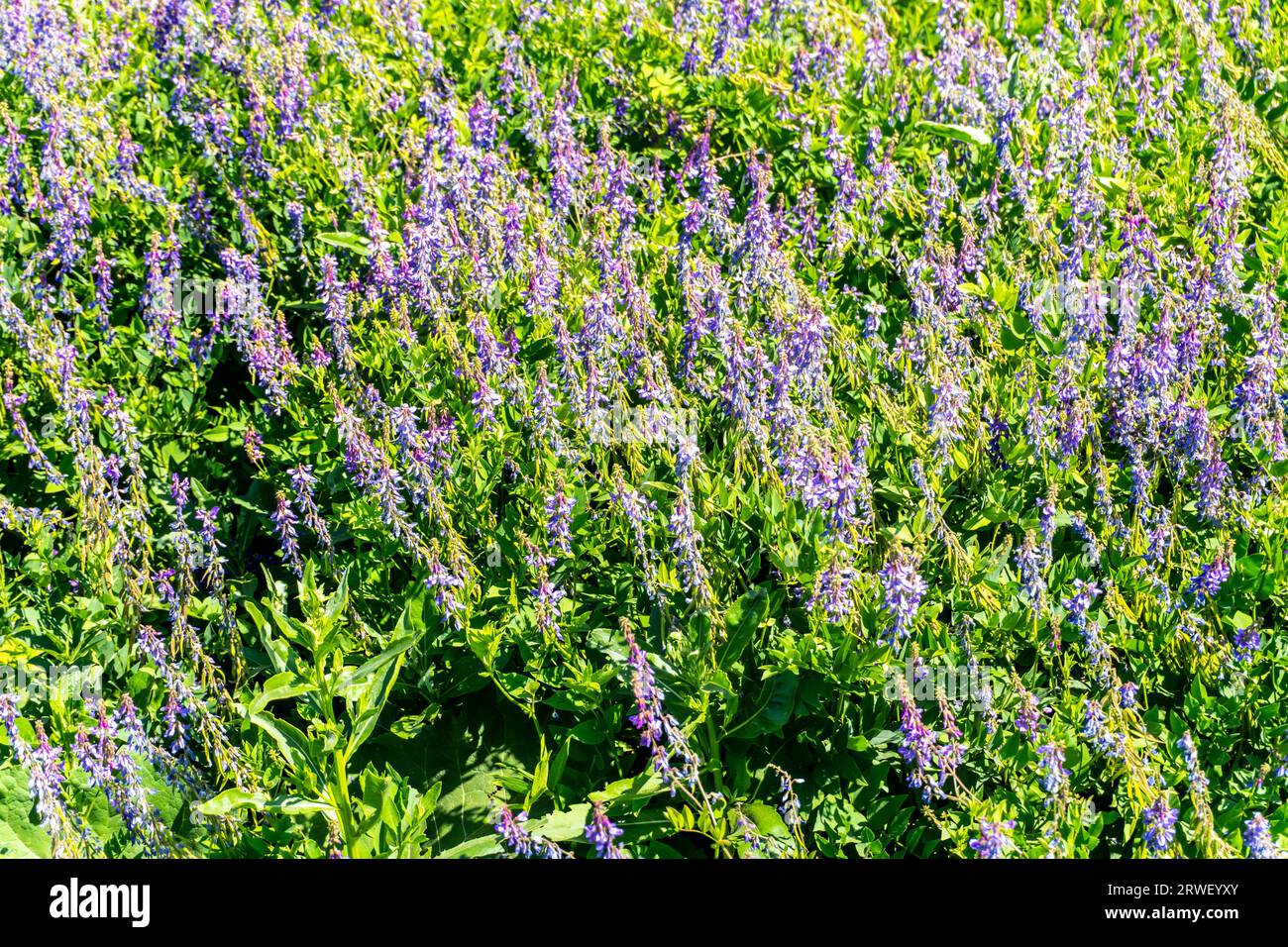 Lilac wildflowers in summer outside in the village Stock Photo - Alamy