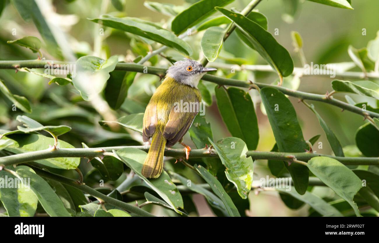Glean in her eye hi-res stock photography and images - Alamy