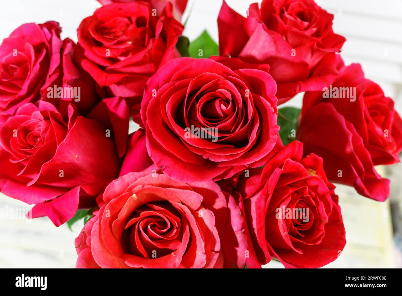 Pink purple roses hi-res stock photography and images - Alamy