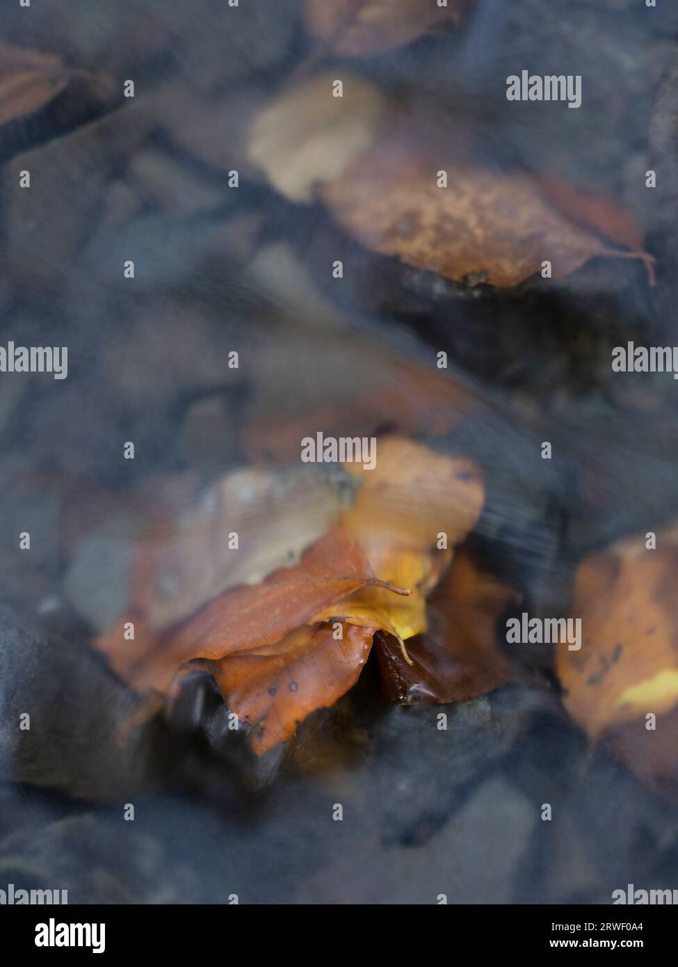 Rectory woods hi-res stock photography and images - Alamy