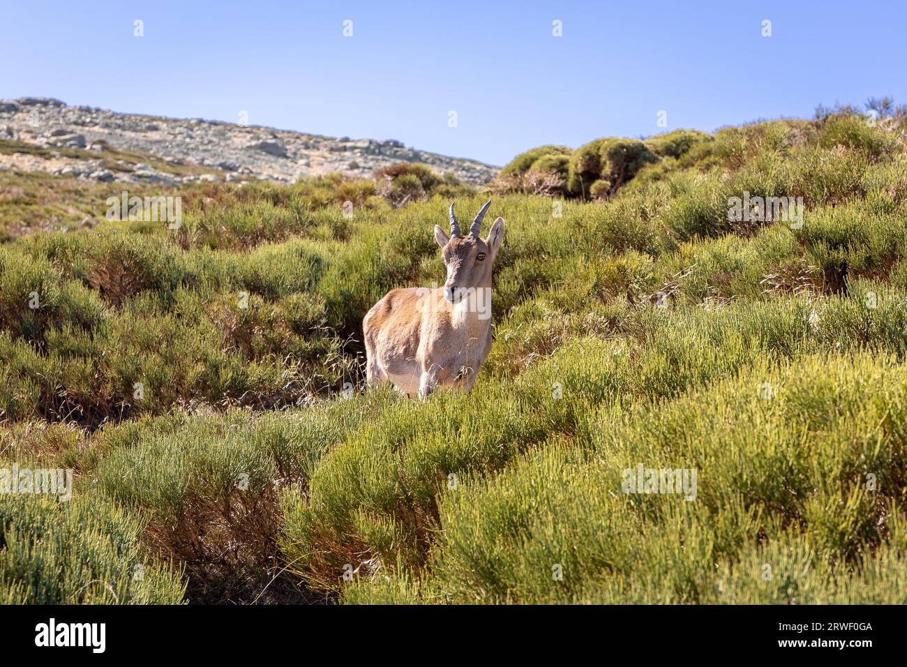 Pyranaica hi-res stock photography and images - Alamy