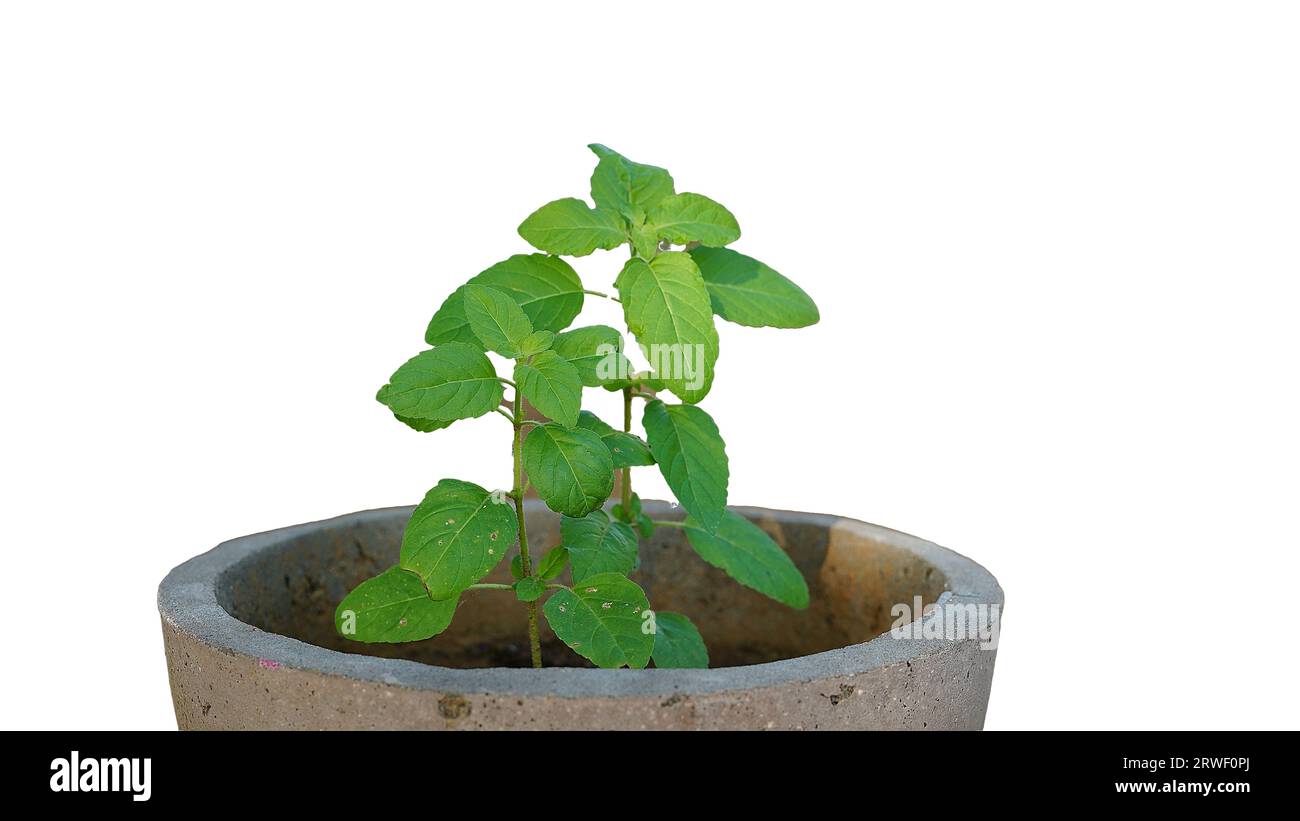 Tulsi plant hi-res stock photography and images - Alamy