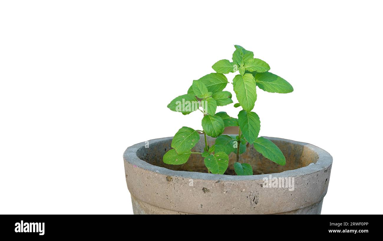 Tulsi plant hi-res stock photography and images - Alamy