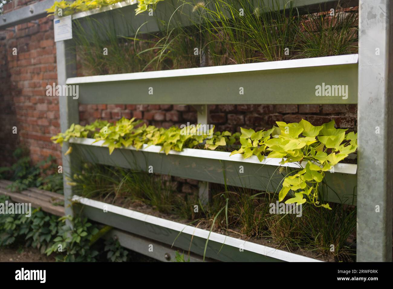 A small green tree decorates the terrace Stock Photo - Alamy