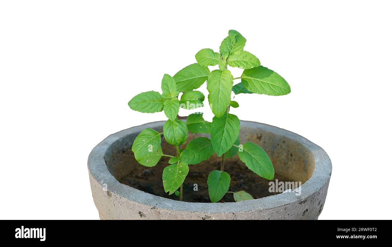 Tulsi leaves hi-res stock photography and images - Alamy